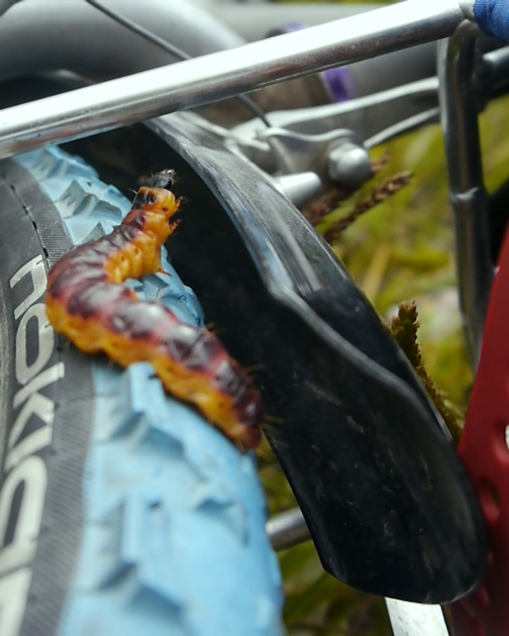 Iiris Kaarlehto & Inka Kynkäänniemi: Circa 2020 - HAM